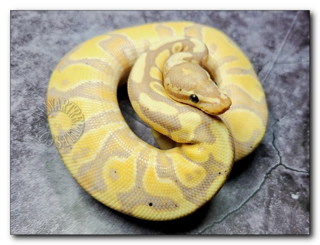 Banana Double Het Clown Pied (FEMALE MAKER) Ball Python by Stewart ...