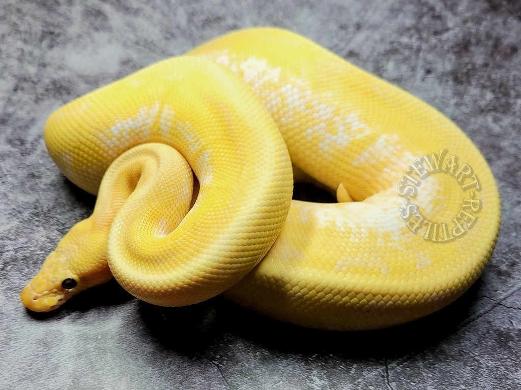 Hypo Calico Coral Glow Pastel Pinstripe Ball Python by Stewart Reptiles ...