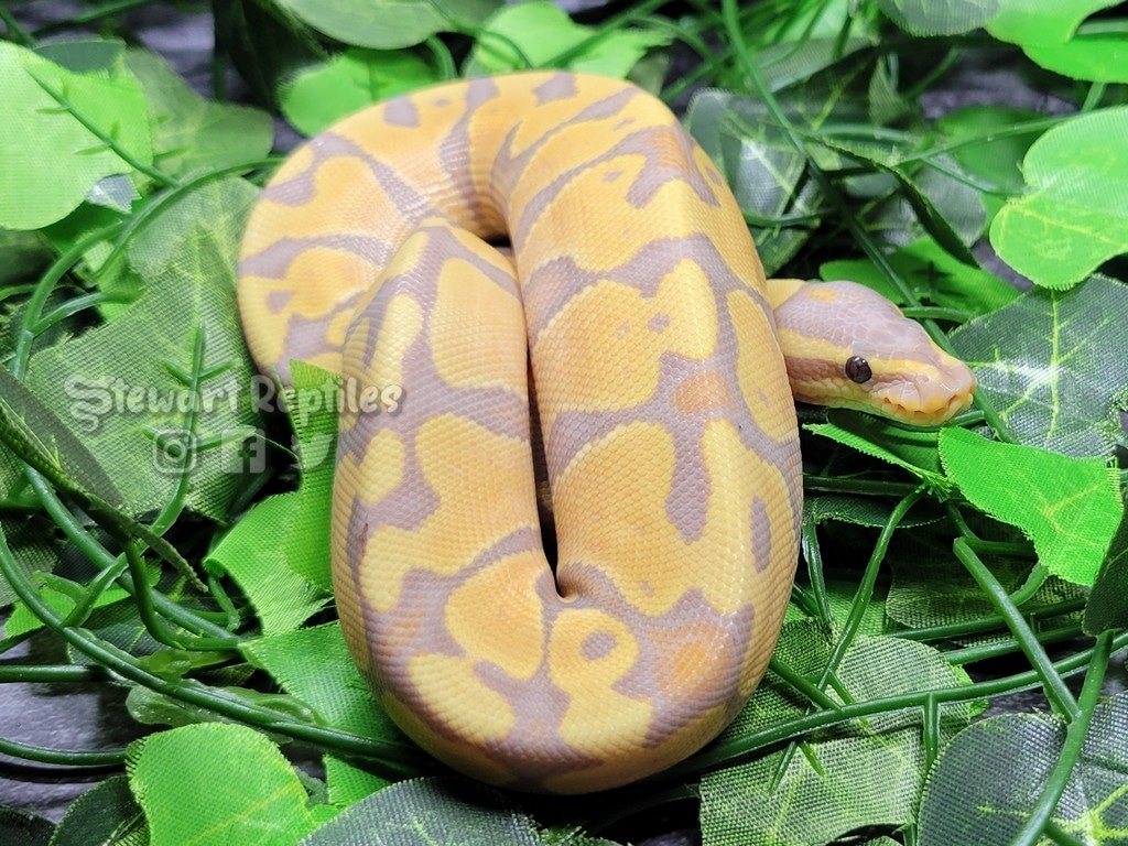 Banana Het Clown Ball Python by Stewart Reptiles - MorphMarket