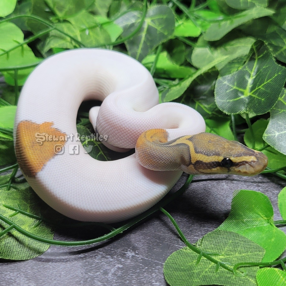 Hypo Pied Ball Python by Stewart Reptiles - MorphMarket