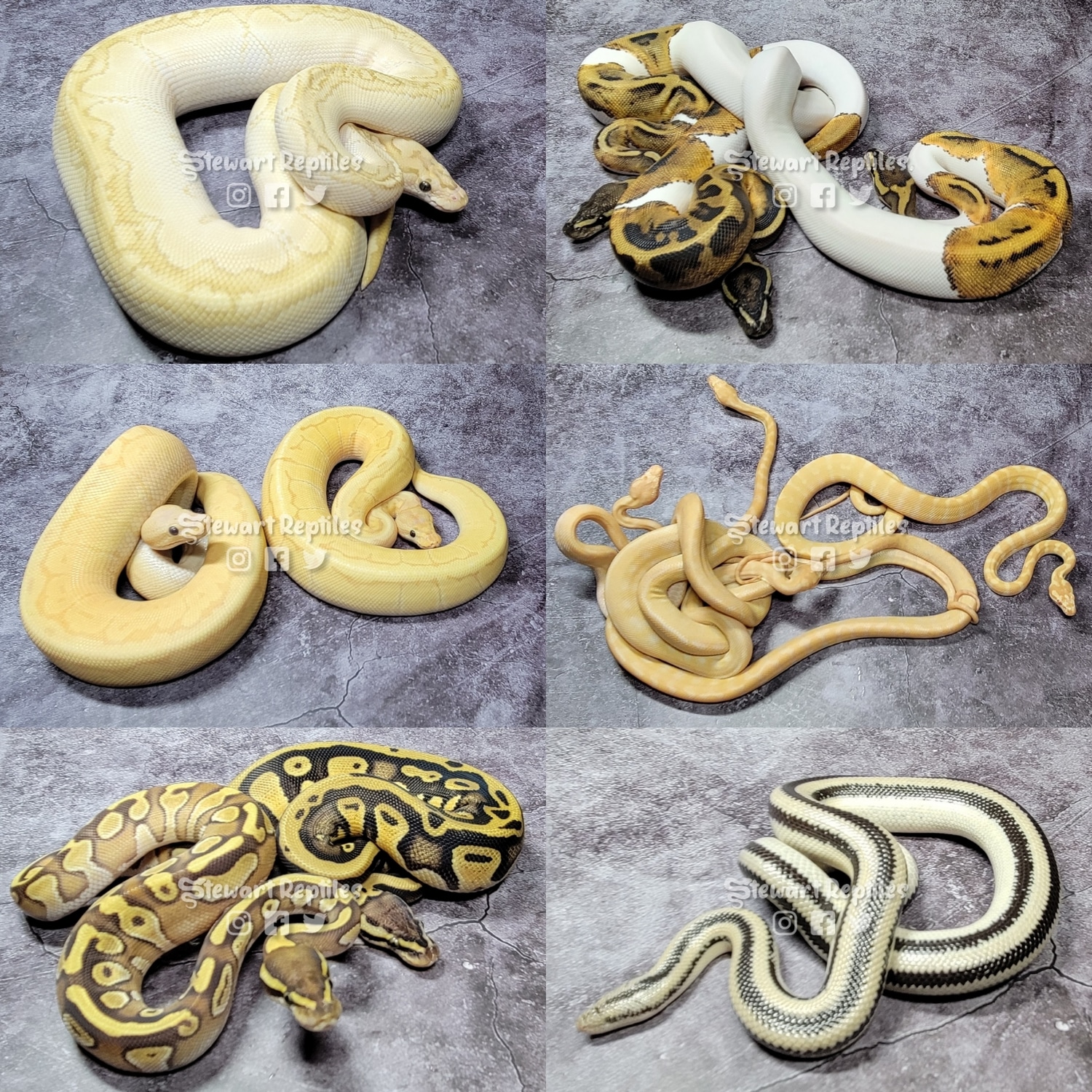 , Western Hognose, Albino Darwins - WHOLESALE Ball Python by Stewart ...