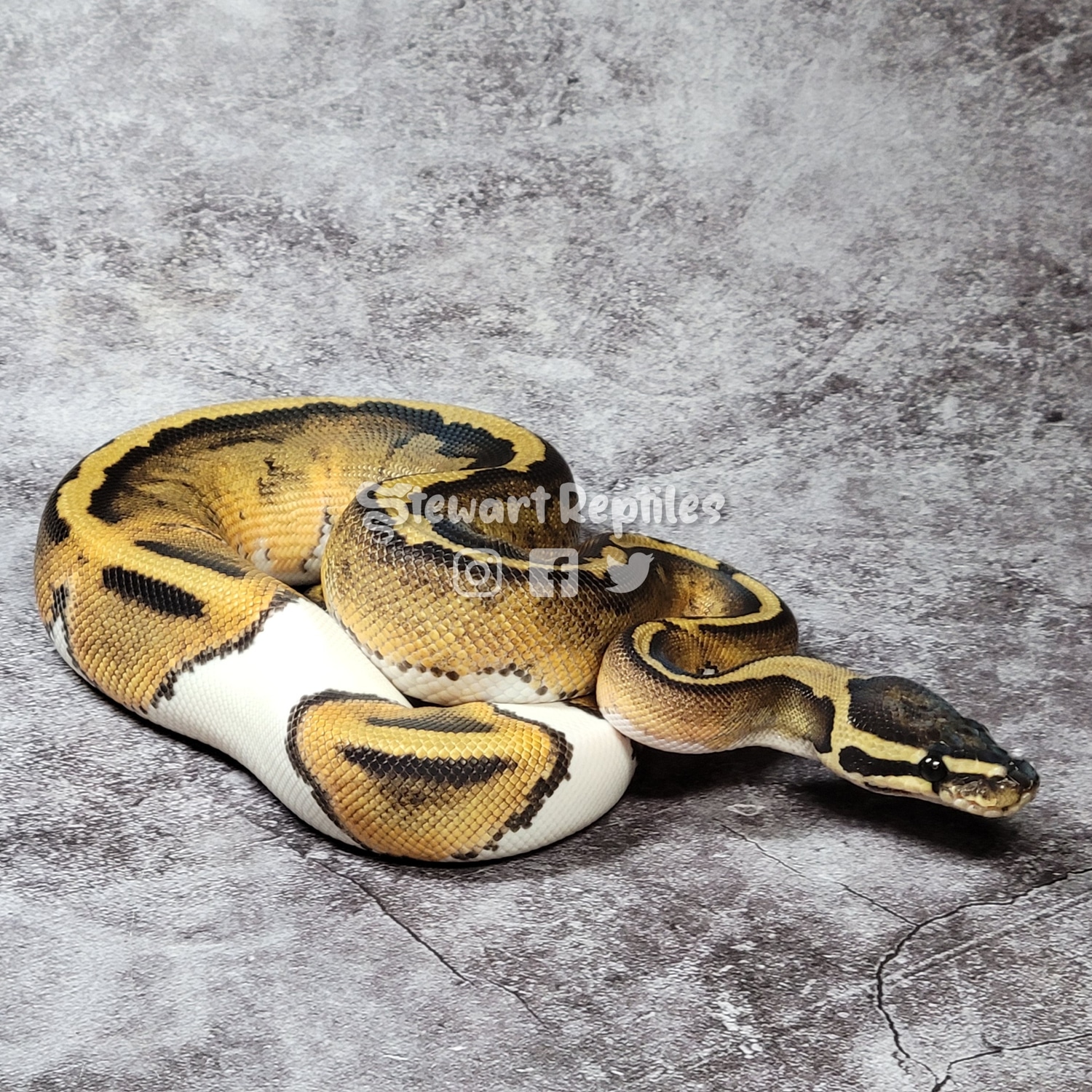 Pied 💯% Het Hypo ♀️ Ball Python by Stewart Reptiles - MorphMarket