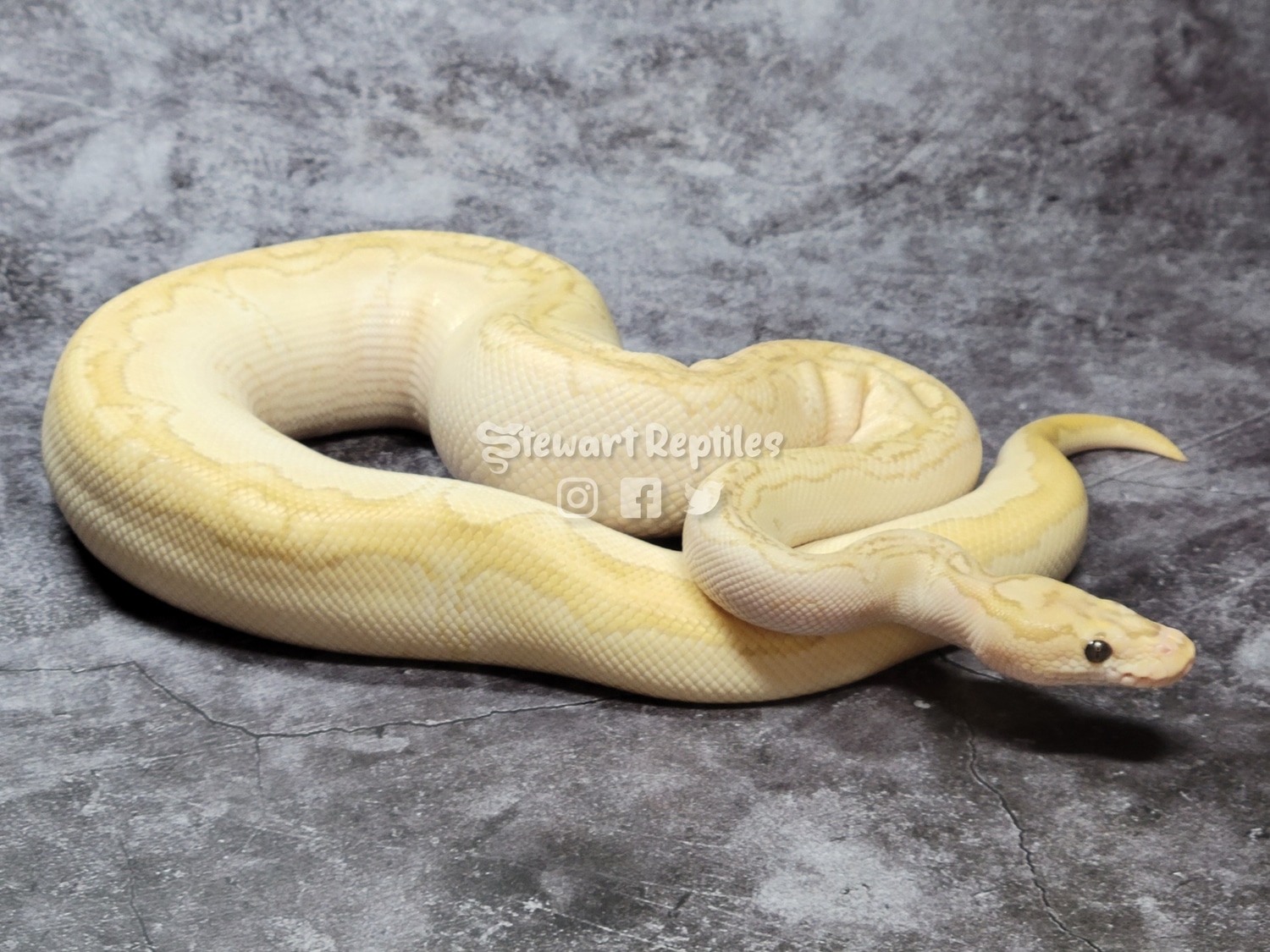 Banana Lesser Clown Ball Python by Stewart Reptiles - MorphMarket