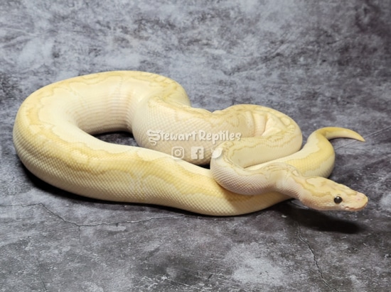 Banana Lesser Clown Ball Python by Stewart Reptiles