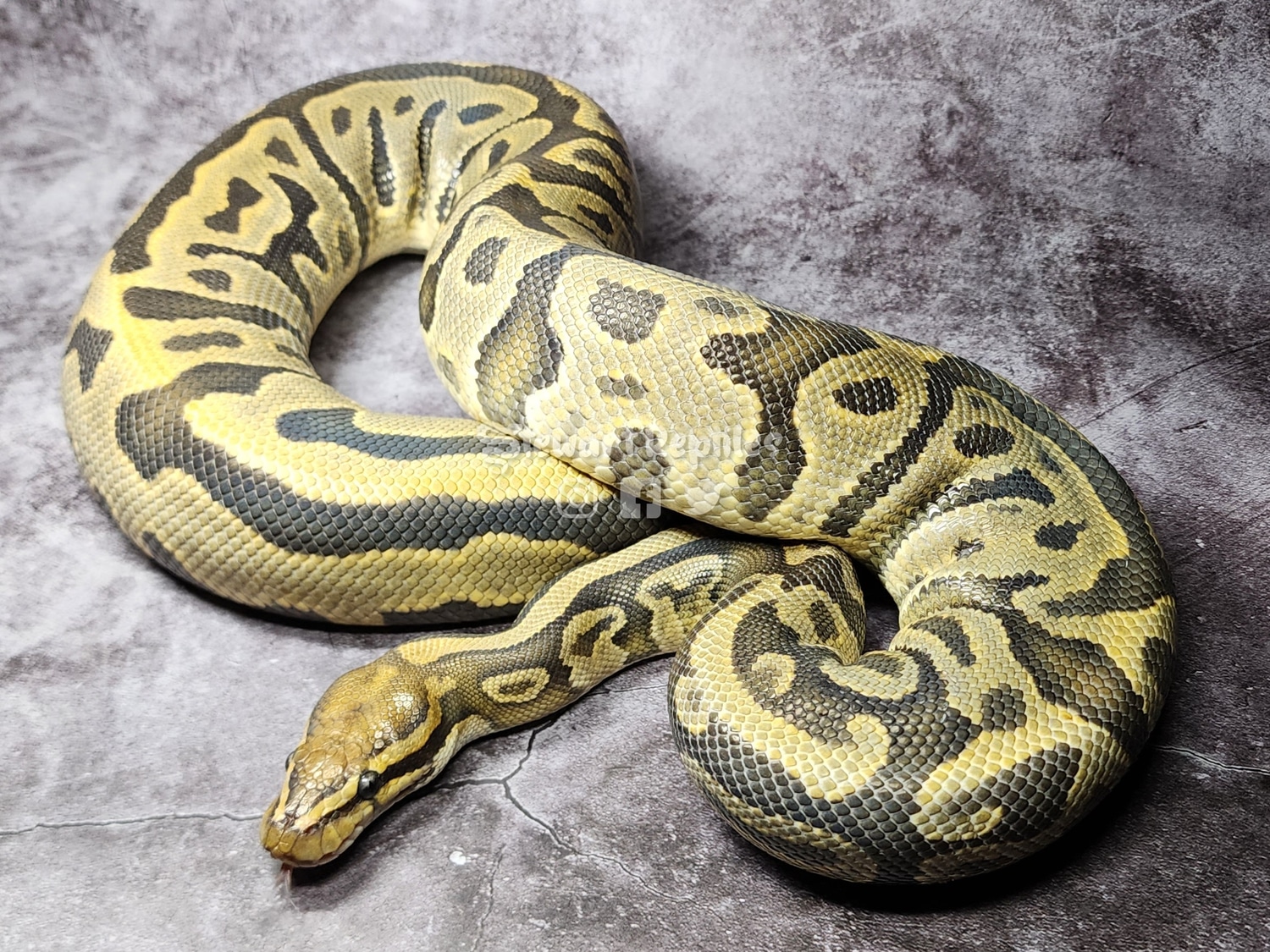 Hypo Leopard Double Het Axanthic Pied ♀️ Ball Python by Stewart ...