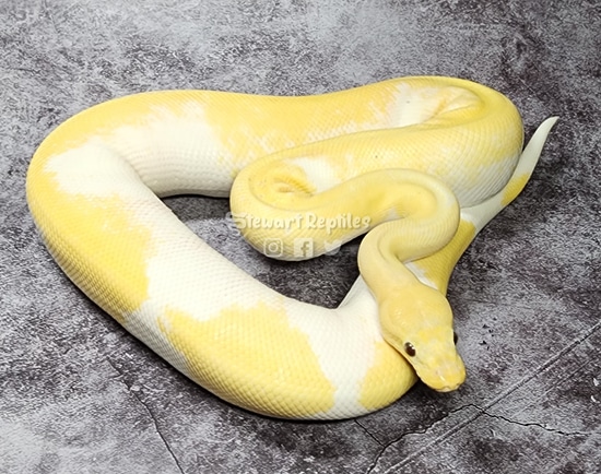 Banana Hypo Pied +? Ball Python by Stewart Reptiles