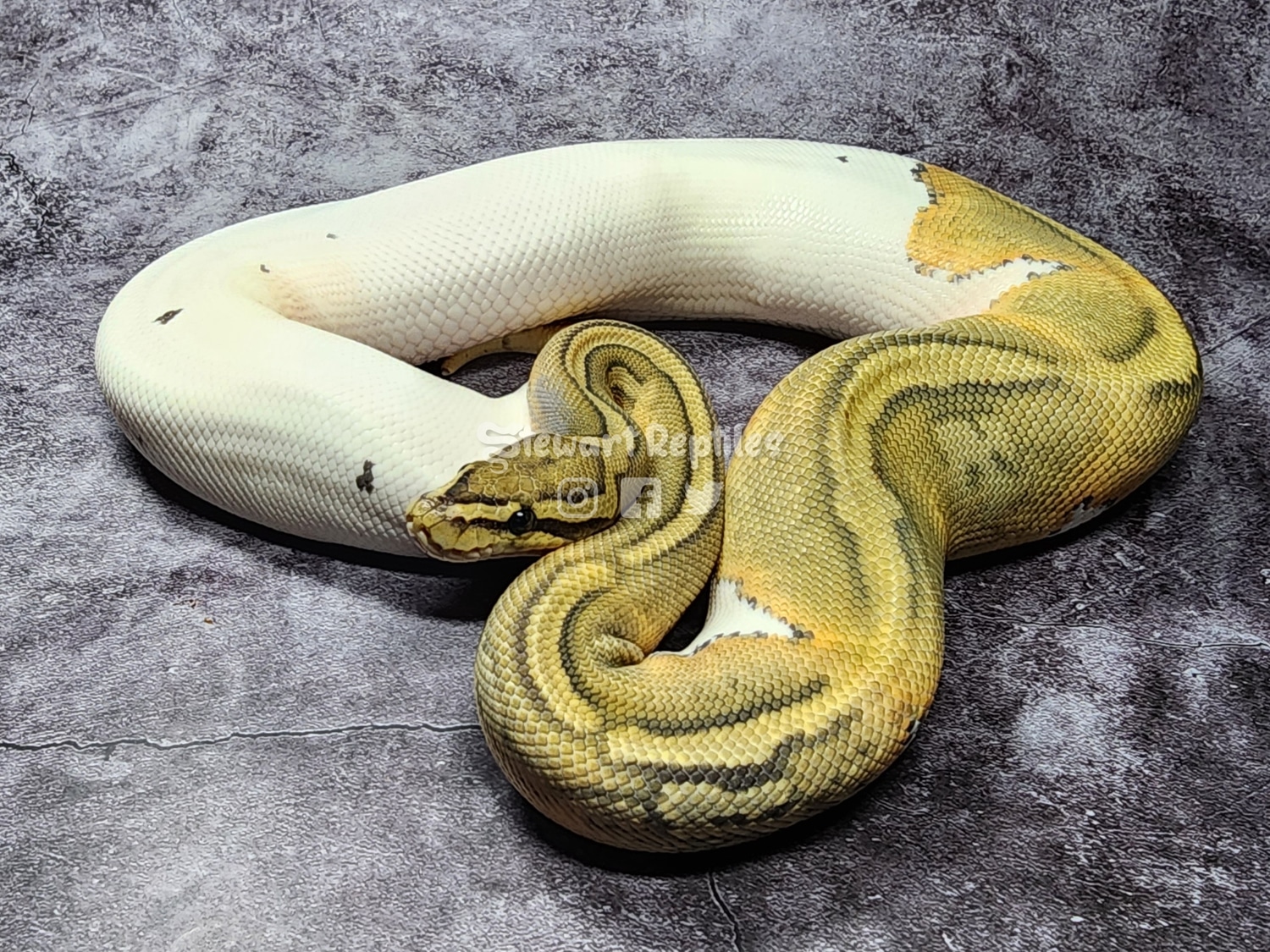 Hypo Pied ♀️ Ball Python by Stewart Reptiles - MorphMarket