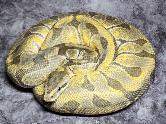 Pet Only Adult Female Ball Python by Stewart Reptiles