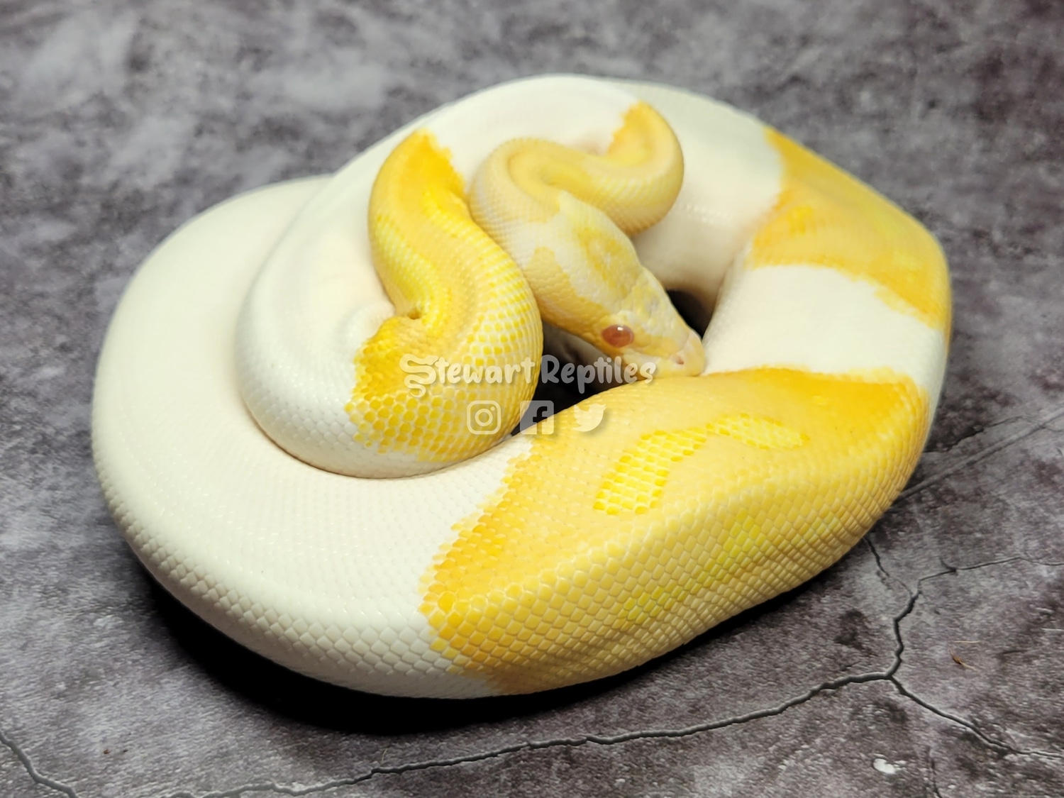 Pet Only Ball Python by Stewart Reptiles - MorphMarket