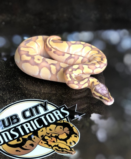 Butter Pastel Enchi Ghost Ball Python by Hub City Constrictors