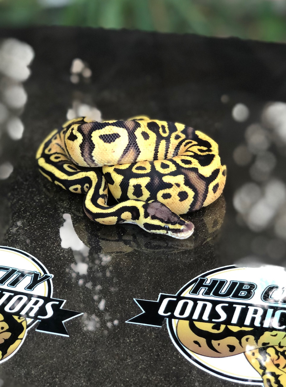 Fire Fly Ball Python by Hub City Constrictors - MorphMarket