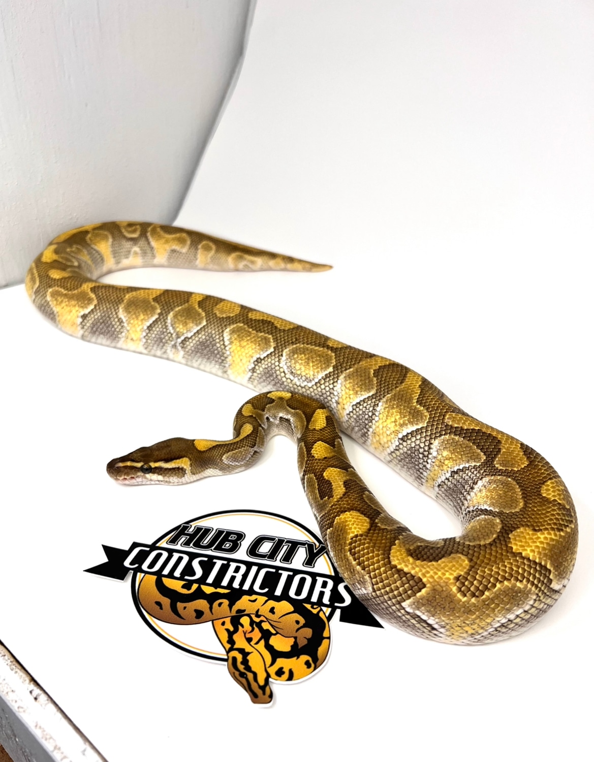 Butter Enchi Ball Python by Hub City Constrictors - MorphMarket