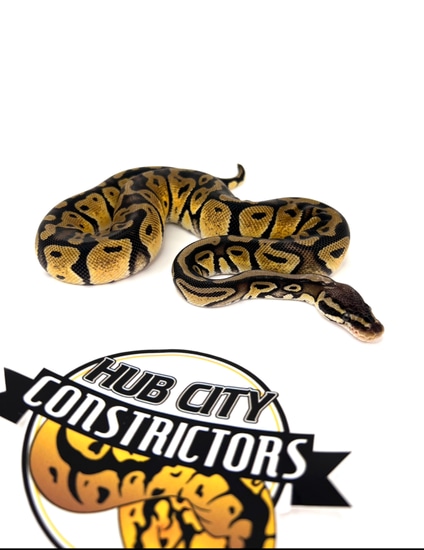 Pastel Dinker Ball Python by Hub City Constrictors