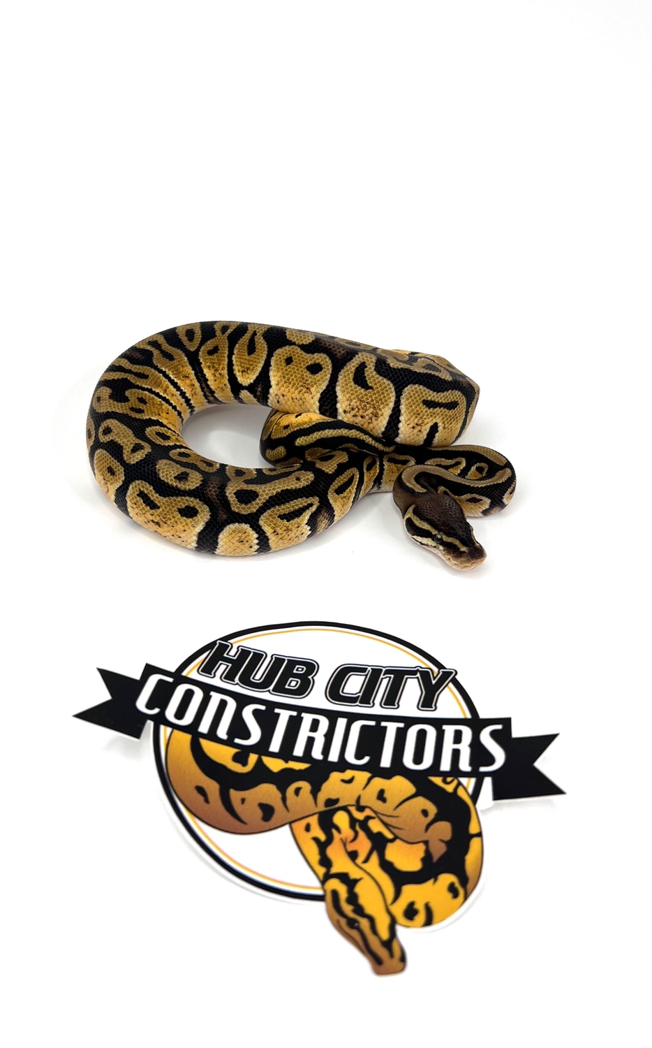 Pastel Dinker Ball Python by Hub City Constrictors - MorphMarket