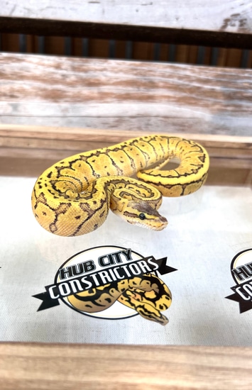 Dragonfly Ball Python by Hub City Constrictors