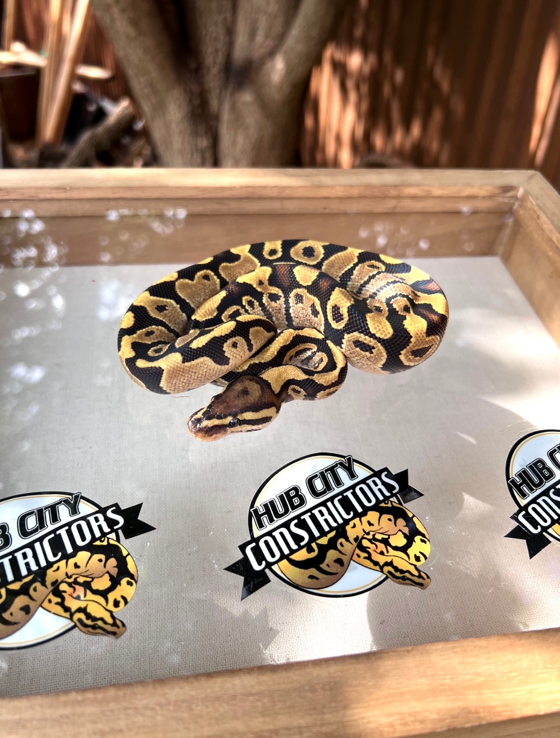 Enchi 100% DH Hypo/Clown Ball Python by Hub City Constrictors - MorphMarket