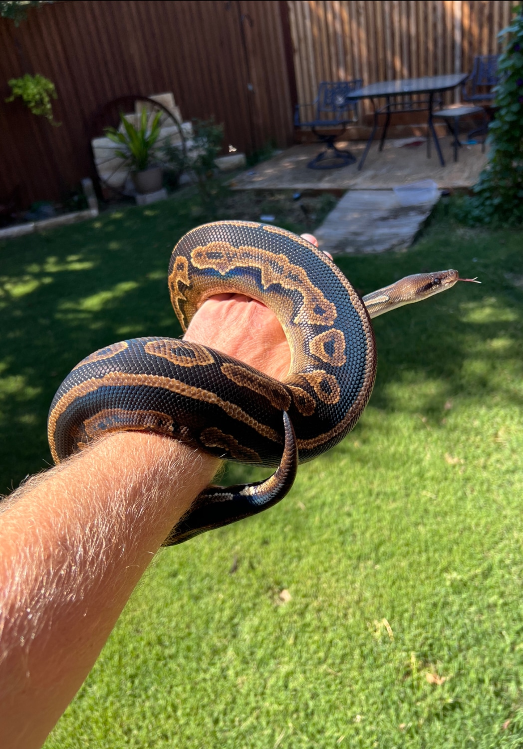 Free Shipping! Black Head Cinnamon Ball Python by Hub City Constrictors ...