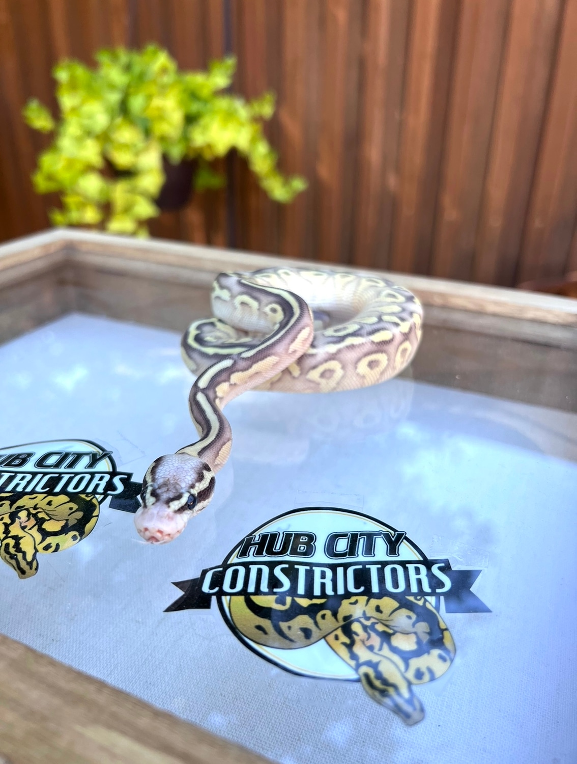 Lesser Enchi SuperFly Female Ball Python by Hub City Constrictors ...