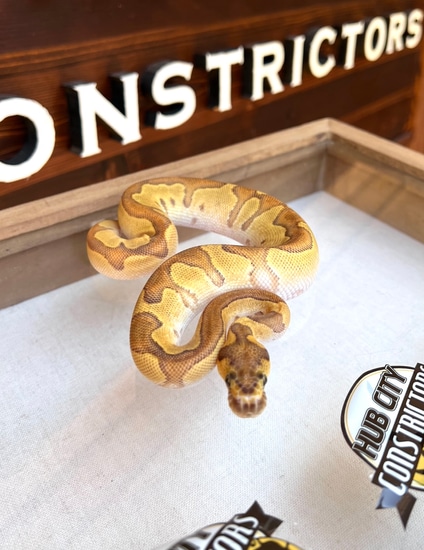 Mojave Fire OD Clown Ball Python by Hub City Constrictors
