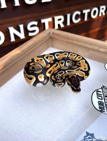 Het Clown Ball Python by Hub City Constrictors