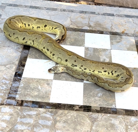 Pastel Vanilla Clown PROVEN Ball Python by Hub City Constrictors