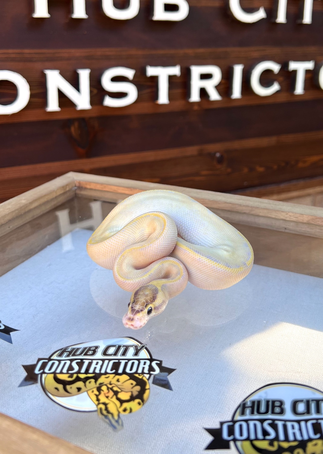 Hub City Constrictors