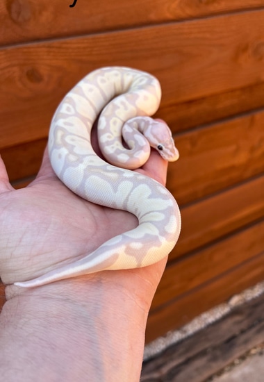 Super Banana Pos Yellowbelly/fire 66% Double Het Clown Pied Ball Python by Hub City Constrictors