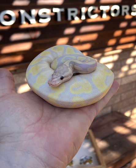 Super Banana 66% Het Clown 66% Het Pied Ball Python by Hub City Constrictors