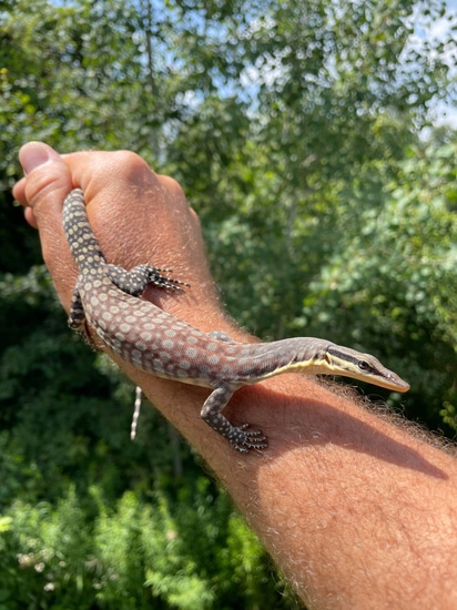 Kimberly Rock Monitors Other Monitor by Black Snake Exotics