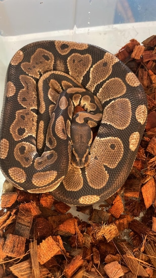 Normal Ball Python by Sticks and Stones reptiles