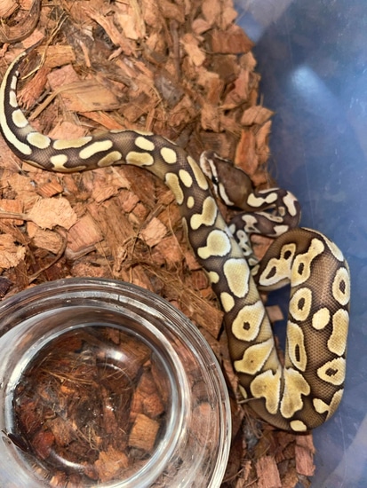 Lesser 50% Het Pied Ball Python by Sticks and Stones reptiles