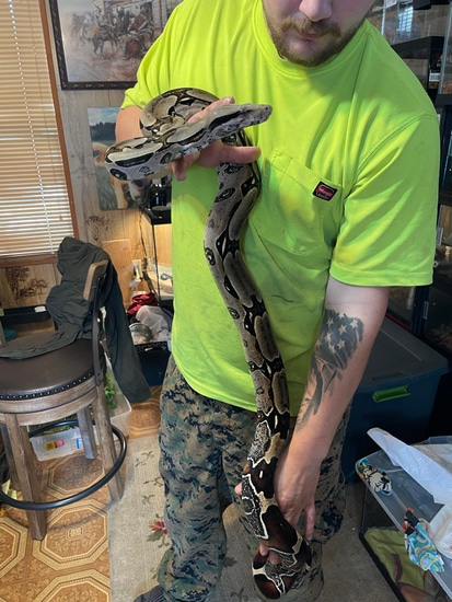 Guyana True-Red-Tailed Boa Constrictor True Red-Tailed Boa Constrictor ...