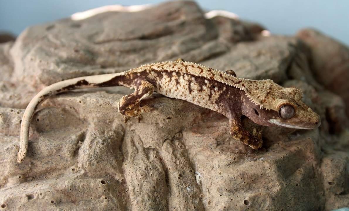 Extreme Harlequin Crested Gecko by Sticky Claw Geckos - MorphMarket
