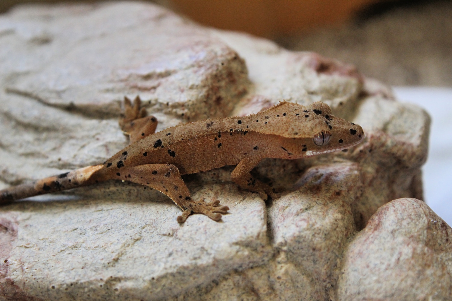 Ink Spot Super Dalmatian Crested Gecko by Sticky Claw Geckos - MorphMarket
