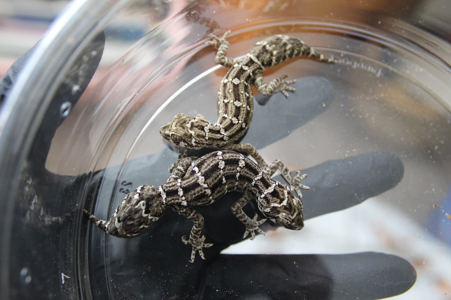 1.1 Viper Gecko Pair More Gecko by Sticky Claw Geckos - MorphMarket