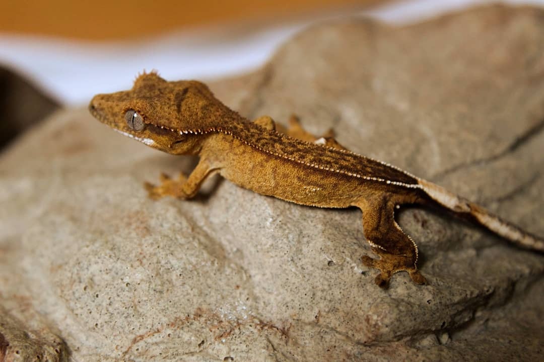 Yellow Phantom Pinstripe Crested Gecko by Sticky Claw Geckos - MorphMarket