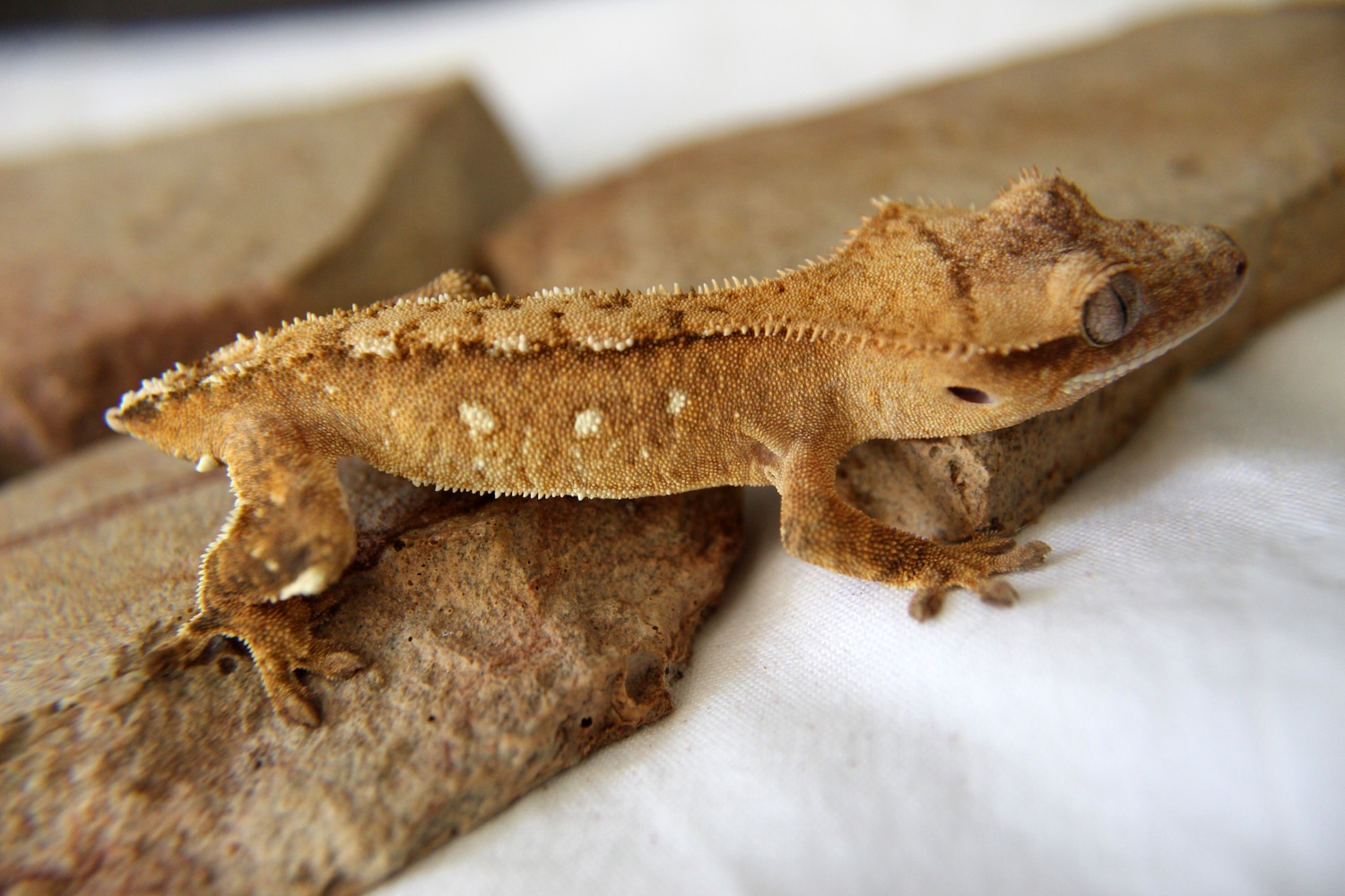 Yellow Furry White Portholes Crested Gecko by Sticky Claw Geckos ...