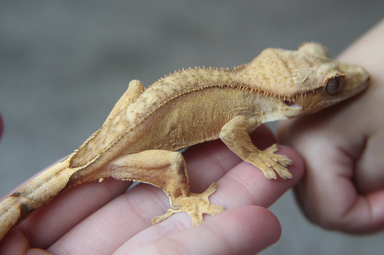Yellow Patternless Phantom Pinstripe Crested Gecko by Sticky Claw ...