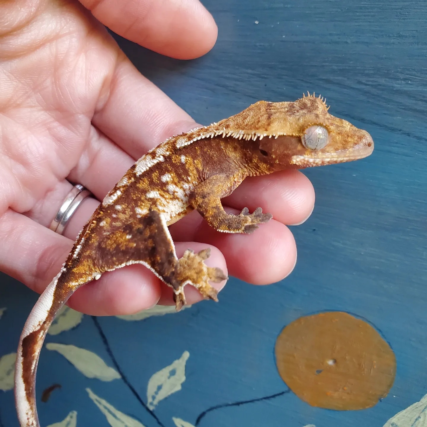 Redish White Harlequin Crested Gecko by Sticky Claw Geckos - MorphMarket
