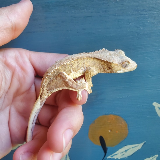 Lilly White Yellow Tiger Crested Gecko by Sticky Claw Geckos