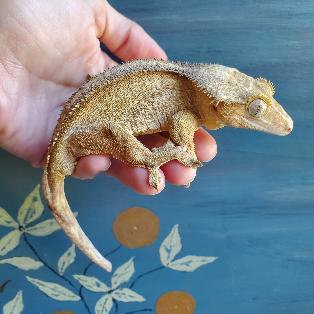 Patternless Yellow Phantom Pinstripe Crested Gecko by Sticky Claw ...