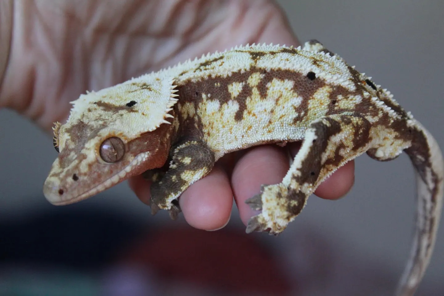 Red Drippy Harlequin Pinstripe Crested Gecko by Sticky Claw Geckos ...