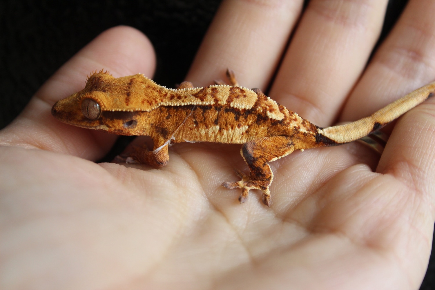 Extreme Harlequin Tricolor Pinstripe Crested Gecko by Sticky Claw ...