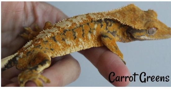 Extreme Harlequin Tricolor Crested Gecko by Sticky Claw Geckos