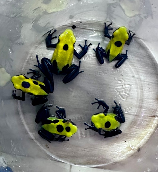 Dendrobates Tinctorius Citronella Other Dart Frog by Sticky Toe Exotics