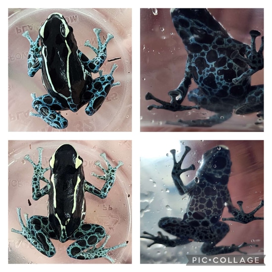 Powder Blue Probable Pair Dyeing Dart Frog by Sticky Toe Exotics