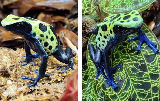 Proven Pair - D. Tinctorius Green Sipaliwini Dyeing Dart Frog by Sticky ...