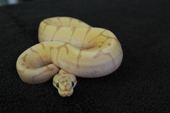 Banana Firebee Ball Python by Still ball pythons