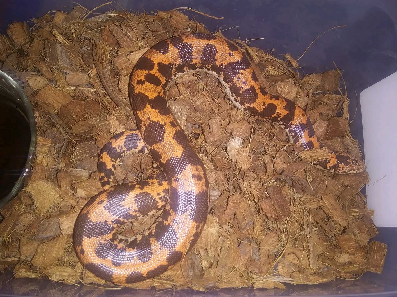 Het Anery Kenyan Sand Boa by Still ball pythons - MorphMarket