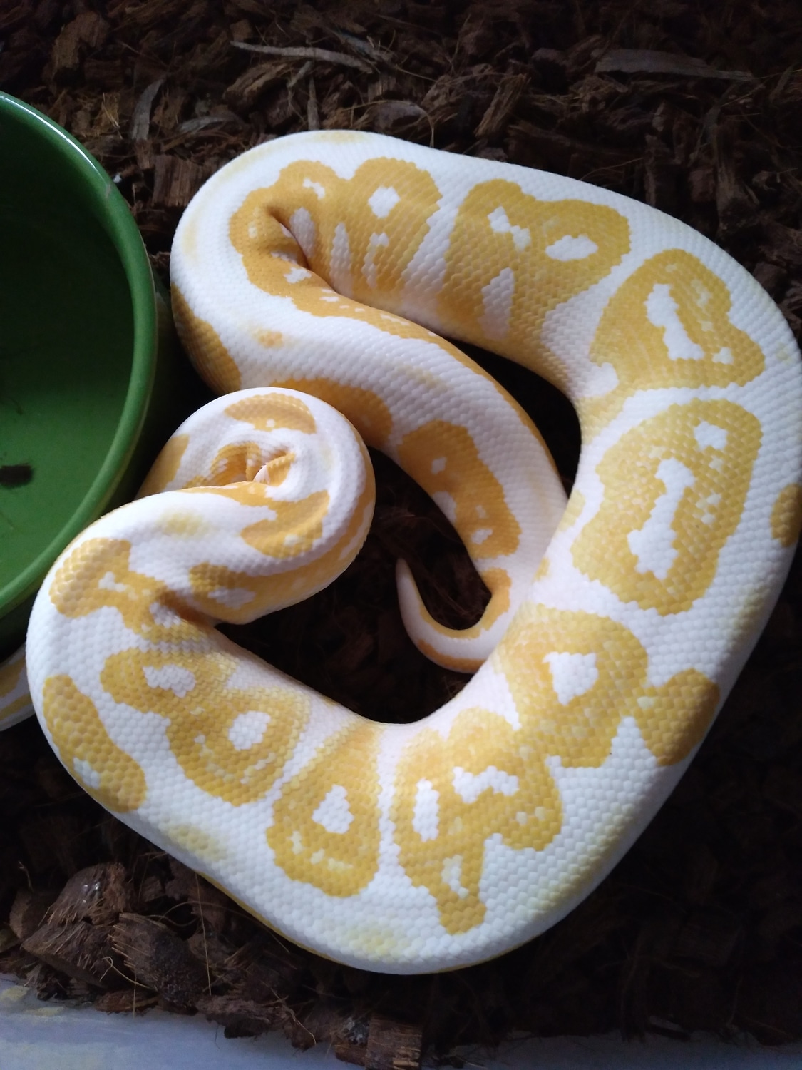 Albino Black Pastel Ball Python by Still ball pythons - MorphMarket
